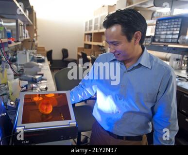 Brian Chow, bioingénieur de l'Université de Pennsylvanie, détient des ...
