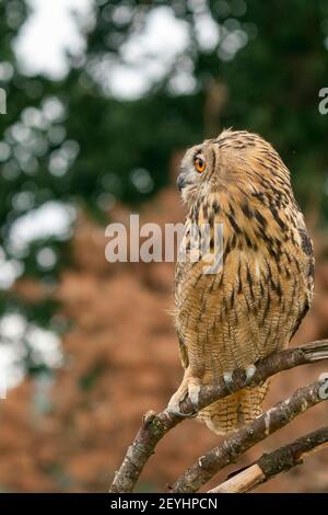 Le grand hibou est l'une des plus grandes espèces de hiboux dont les ...