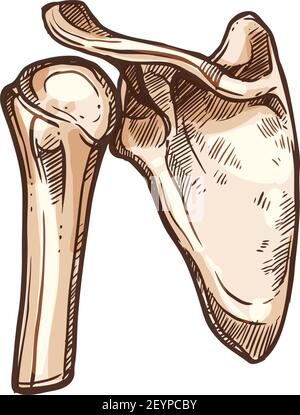 anatomie de l'articulation de l'épaule. Os (Scapula, Humerus ...