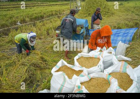 Le processus de séparation du riz de la tige au point de l'emballage en ...