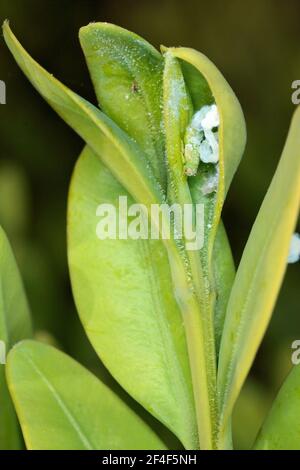 Les Psyllidae, les poux de plantes sauteuses ou les psyllidés, sont une ...