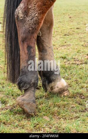 Gros plan de la jambe postérieure blessée et gonflée d'un cheval ...