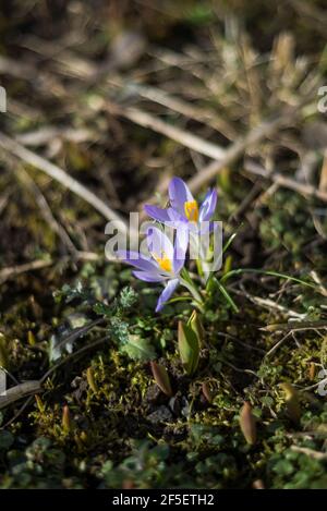 Les crocuses ou les fleurs de Safran fleurissent au début du printemps ...