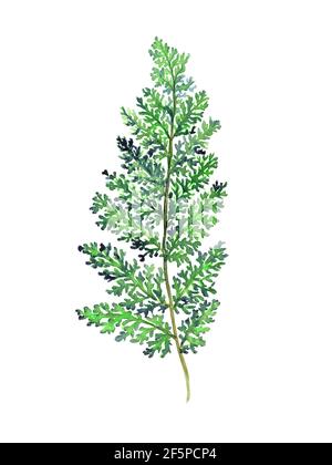 Croquis d'un cèdre sur fond blanc Photo Stock - Alamy