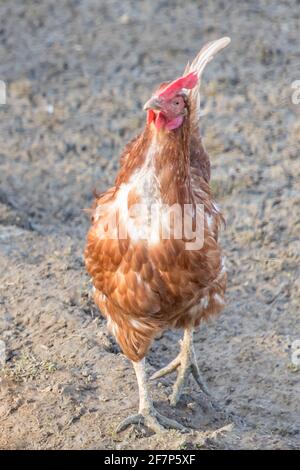 Les poulets bruns vivent à l'extérieur dans la ferme bio de volaille ...