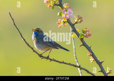 Un oiseau à gorge bleue mâle Luscinia svecica cyanula chantant pour ...
