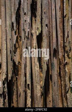 Le fond de l'ancien mur de bâton de jute détruit par les termites Photo ...