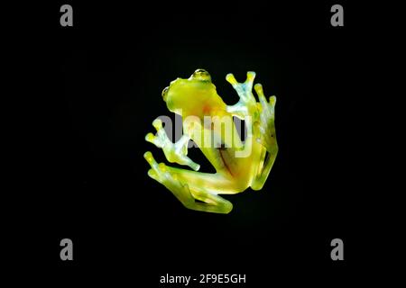 Grenouille en verre avec peau transparente, organes visibles, battement ...