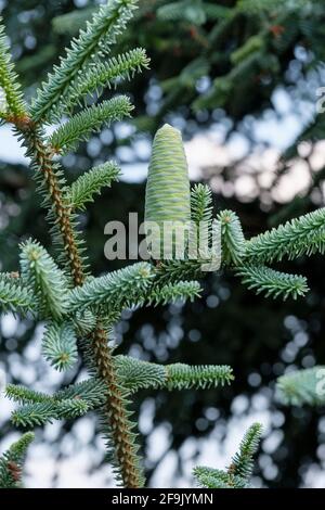 Cône femelle d'Abies pinsapo var. Marocana, sapin marocain Photo Stock ...