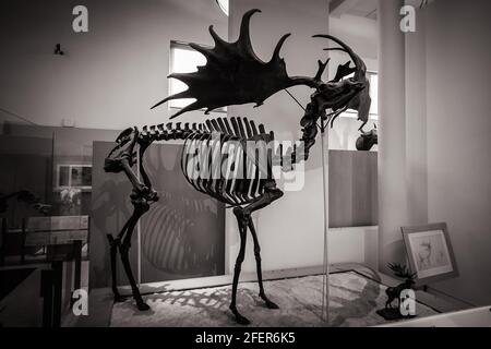 Squelette d'une espèce éteinte, Megaloceros giganteus elk irlandaise ...