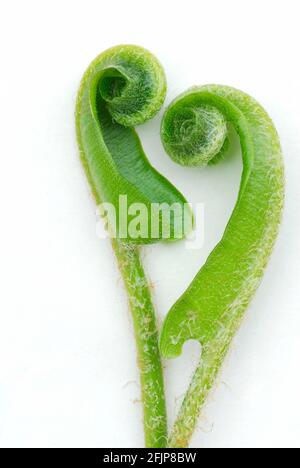 Feuilles d'Asplenium scolopendriumunrolling (Phyllitis scolopendrium ...