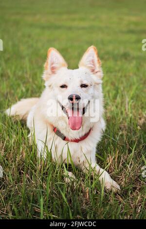 Chien rouge mongrel pour une promenade. Le chien repose sur l'herbe ...