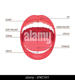 anatomie humaine bouche ouverte. illustration médicale Image ...