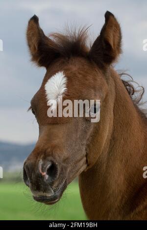 Le cheval arabe ou arabe est une race de cheval originaire de la ...