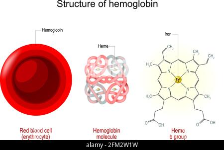 Structure de l'hémoglobine en une cellule rouge. Molécule d'hémoglobine ...