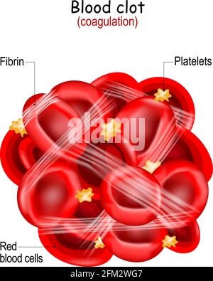 La structure de l'érythrocyte. Globules érythrocytes. La structure de ...