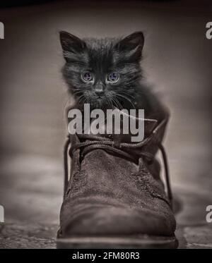 Chat mignon allongé dans la boîte à chaussures dans le placard. Chaton ...