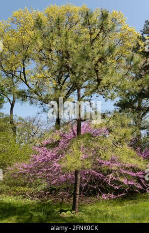 Arthur Ross Pinetum dans Central Park, NYC, USA Photo Stock - Alamy