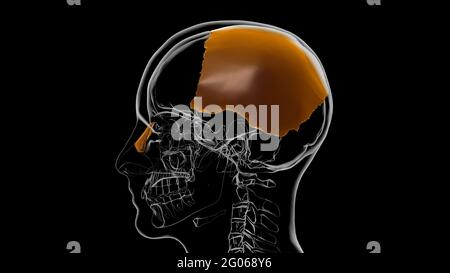 Squelette humain crâne pariétal OS Anatomie pour le concept médical ...
