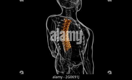 Les os de la cage thoracique sont les vertèbres thoraciques, douze ...