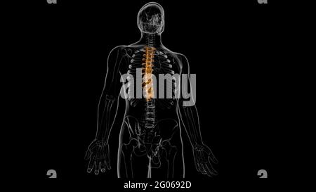 Les os de la cage thoracique sont les vertèbres thoraciques, douze ...