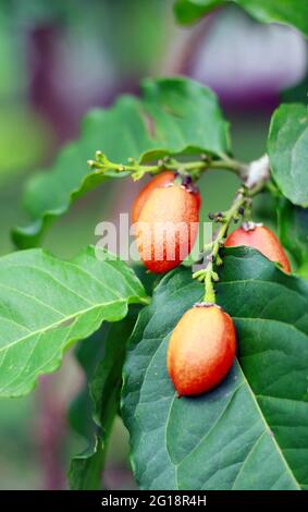 Le fruit de Bunchosia argentea ou de beurre d'arachide pousse sur la ...