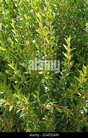 Les feuilles du Myrtus communis, la myrte commune ou la véritable myrte ...