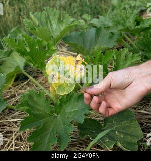 Carence en minéraux dans les plantes. Manque d'azote, potassium ...