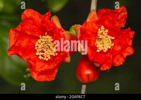 Bel arbre exotique avec des fleurs rouge flamboyant. île Maurice Photo ...