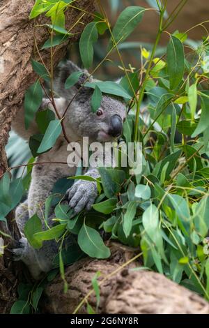 Le Koala (Phascolarctos cinereus) mange des feuilles dans un Eucalyptus ...