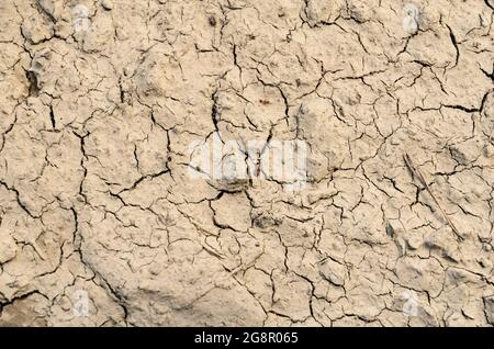 Vue sur le terrain sec. Changement climatique. Sécheresse sévère ...