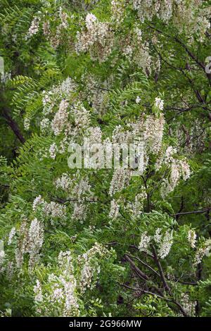 Criquet noir, Gewöhnliche Robinie, Robinier faux-acacia, Robinia ...