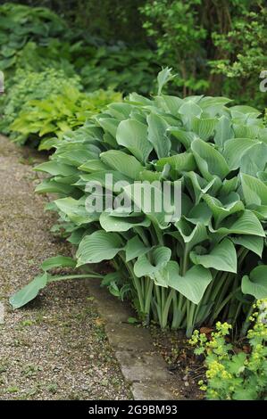 Le géant Hosta Krossa Regal, avec de grandes feuilles de vert bleuâtre ...