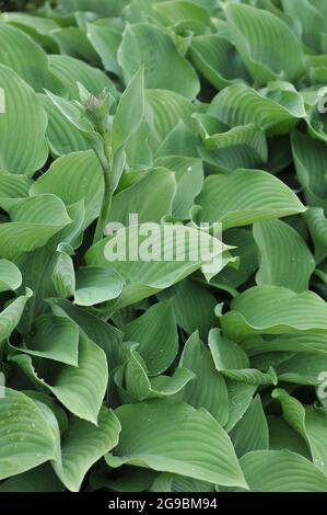 Le géant Hosta Krossa Regal, avec de grandes feuilles de vert bleuâtre ...