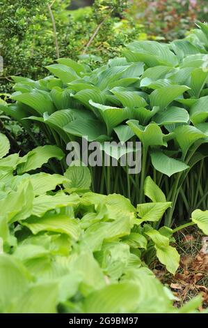 Le géant Hosta Krossa Regal, avec de grandes feuilles de vert bleuâtre ...