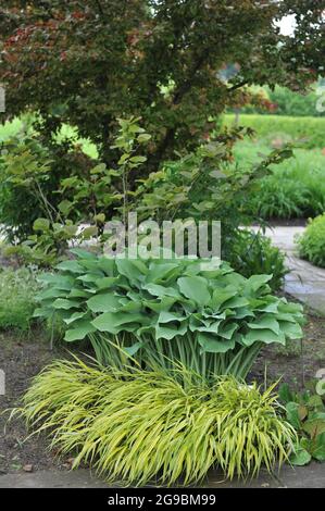 Le géant Hosta Krossa Regal, avec de grandes feuilles de vert bleuâtre ...