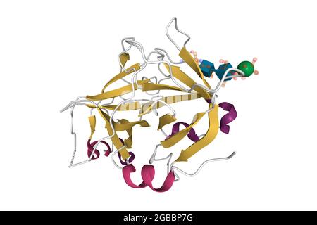 La structure tertiaire du facteur VIII de coagulation humain associée à ...