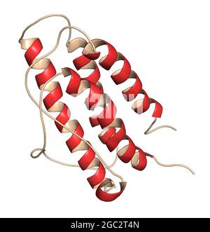 L'érythropoïétine (EPO humaine, l'époétine) protéine hormone. Stimule ...