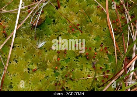 Mousse de tourbe, Torforignal, Bleichorignum, Sphagnum, tőzegmoha ...