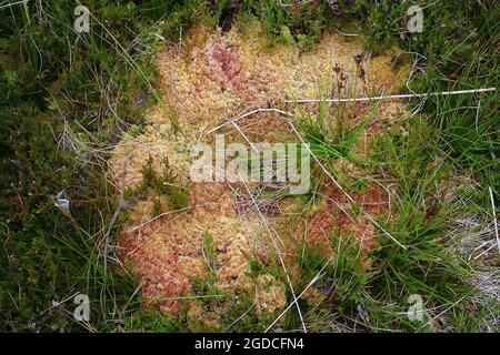 Mousse de tourbe, Torforignal, Bleichorignum, Sphagnum, tőzegmoha ...