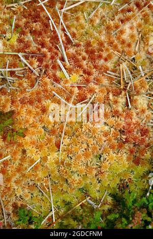 Mousse de tourbe, Torforignal, Bleichorignum, Sphagnum, tőzegmoha ...
