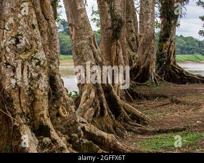 D'énormes arbres sur les rives de la rivière Javari, bassin de la ...
