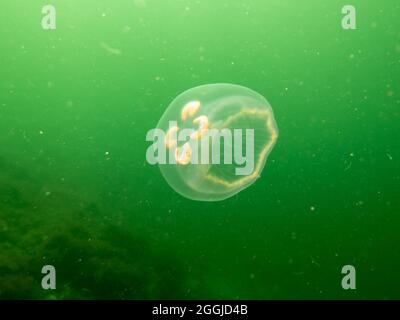 Un méduse de lune ou Aurelia aurita avec des algues jaunes et vertes en ...