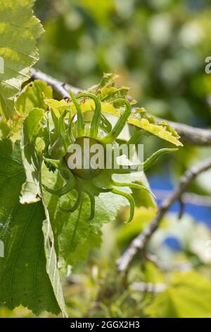 Hazel turc ou Turc filbert, Baumhasel France Hasel, France Haselnuss ...