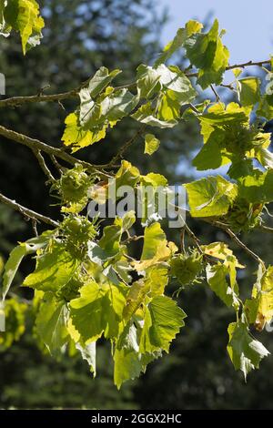 Hazel turc ou Turc filbert, Baumhasel France Hasel, France Haselnuss ...