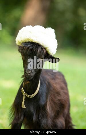 Une chèvre naine drôle avec un capuchon blanc sur sa tête. L'humour ...
