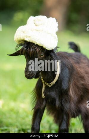 Une chèvre naine drôle avec un capuchon blanc sur sa tête. L'humour ...