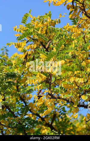Criquet noir, Gewöhnliche Robinie, Robinier faux-acacia, Robinia ...