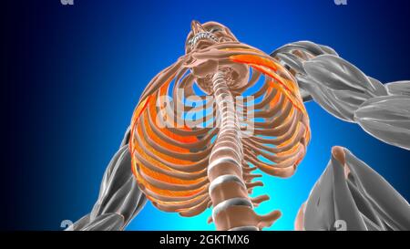 Anatomie du muscle intercostal le plus à l'intérieur pour l ...