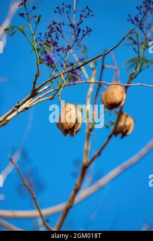 Jacaranda bleu arbre de l'espèce Jacaranda mimosifolia avec fleurs de ...